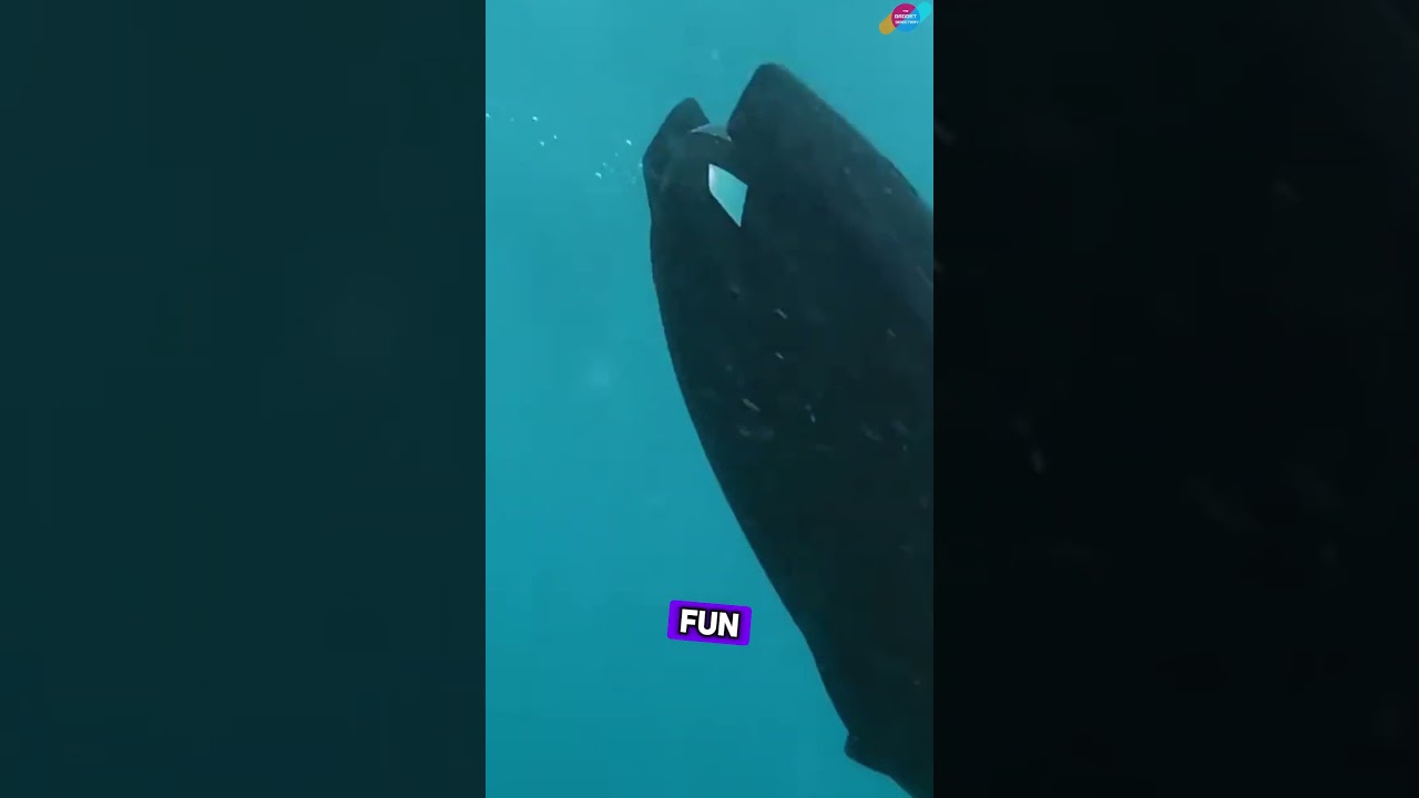 iAqua Seadart Max | Underwater Scooter