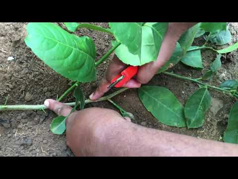 Science Grade 10 English medium Layering plant propagation