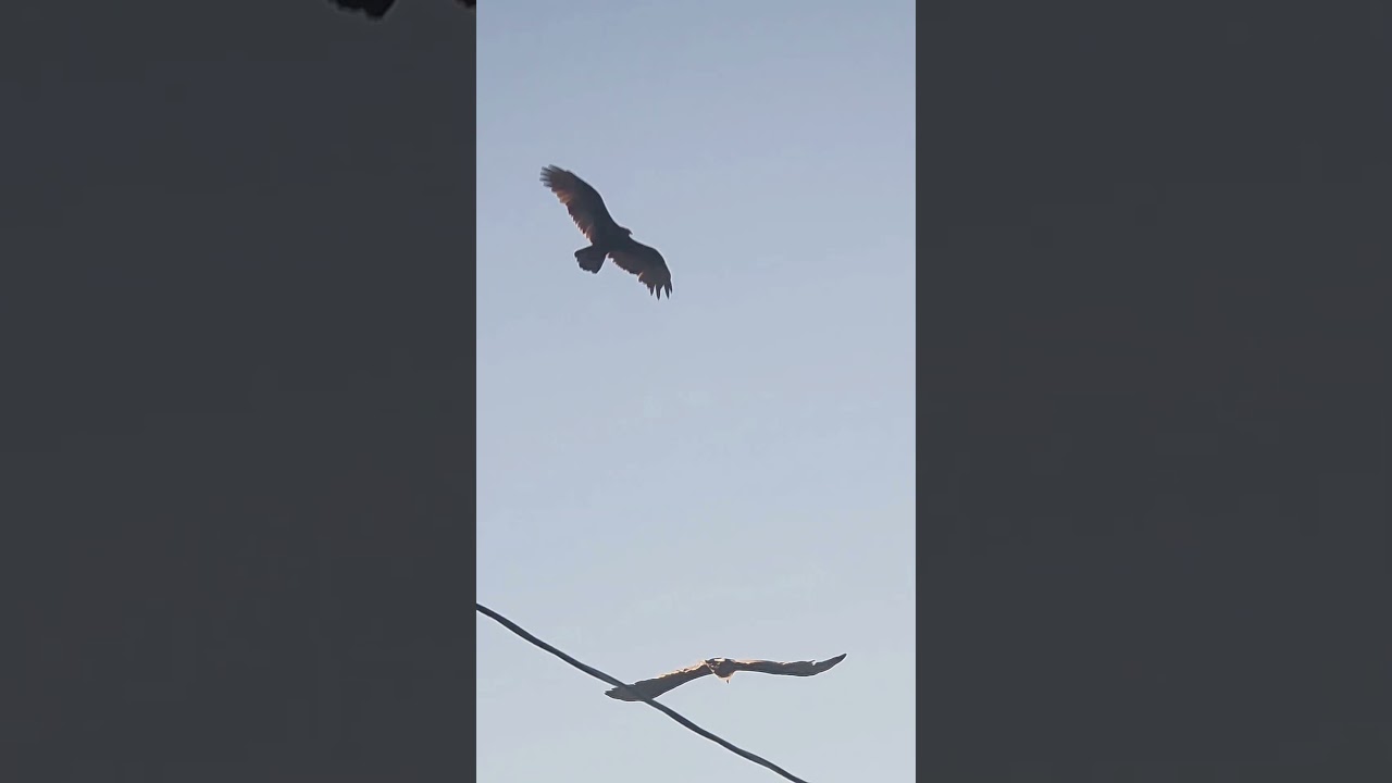 Vultures Visit the Ranch