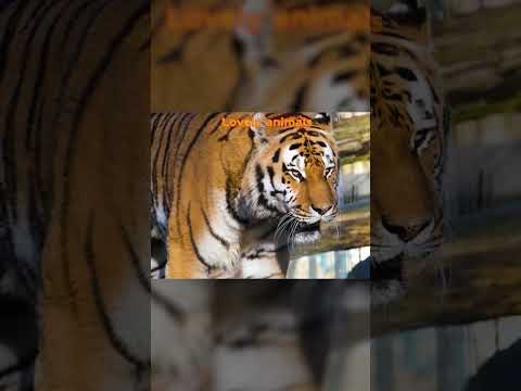 English alphabet with animals STU #7 (2023)