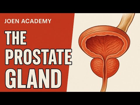 Male Reproductive System - The Prostate and Prostate Carcinoma| Benign Prostate Hyperplasia.