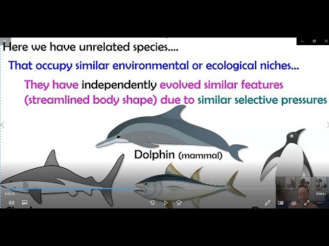 Convergent Evolution (AP Bio Topic 7.3)