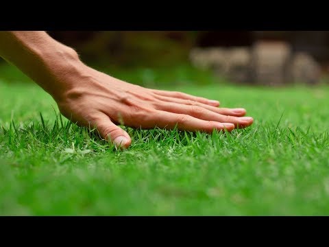 The Gold Lawn Care Program - Organic Lawn Care - Organo Lawn