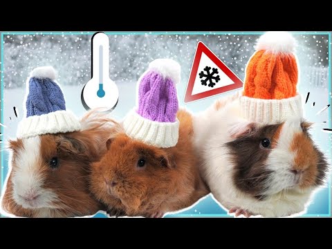 How to Keep Guinea Pigs Warm: 6 Tips for Indoor & Outdoor Setups!