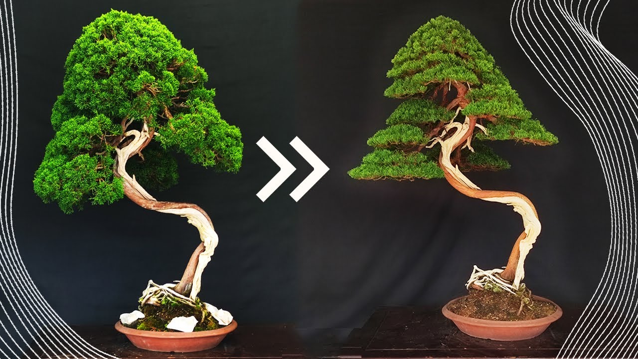 Juniper Bonsai Detail Wire Timelapse + tips