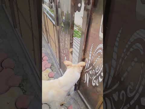 Food for Homeless Dogs: A Small Act of Kindness #shorts #animals #dog #pets #viral #trending