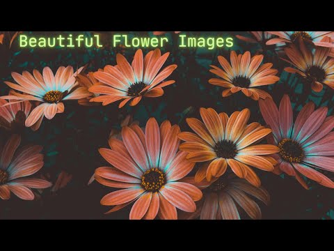 Beautiful Flower Images 🌺🌻 Flower Collection, Nature Beauty,Flowers Pictures with Soothing Music