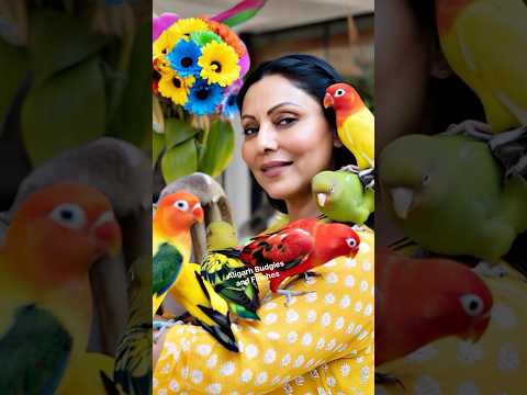 Birds give to Shahrukh khan Bollywood