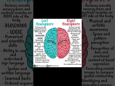 Brain anatomy notes 🧠#brain #anatomy #notes
