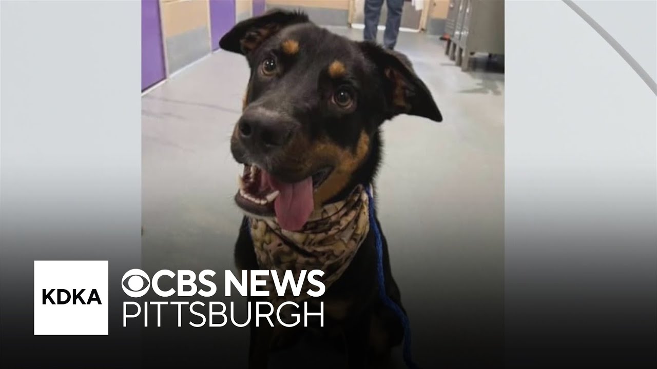 Pennsylvania rescue gives dogs on euthanasia list a second chance at life