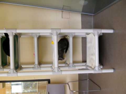 Kitties love Kuranda Cat Towers