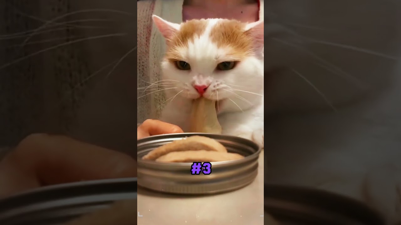 5 Foods Cats Secretly Love