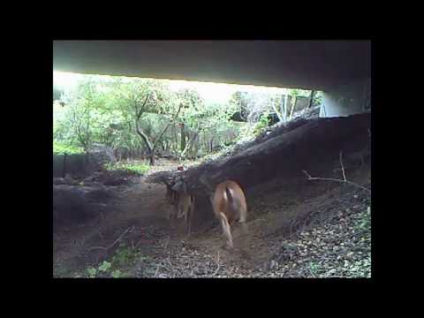 Highway 280 | Wildlife Using Undercrossing