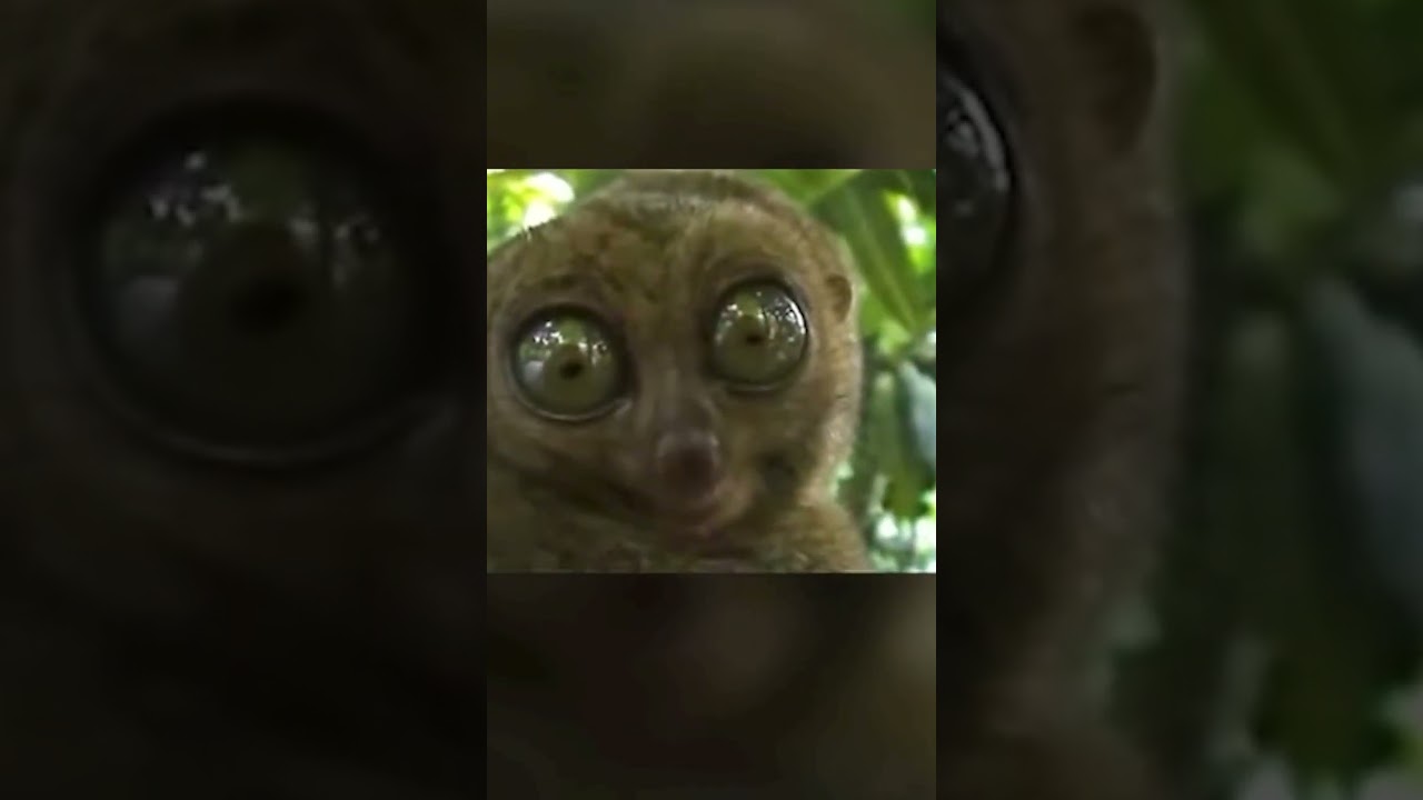 Dramatic Lemur meme #animals #viral #funny #shorts