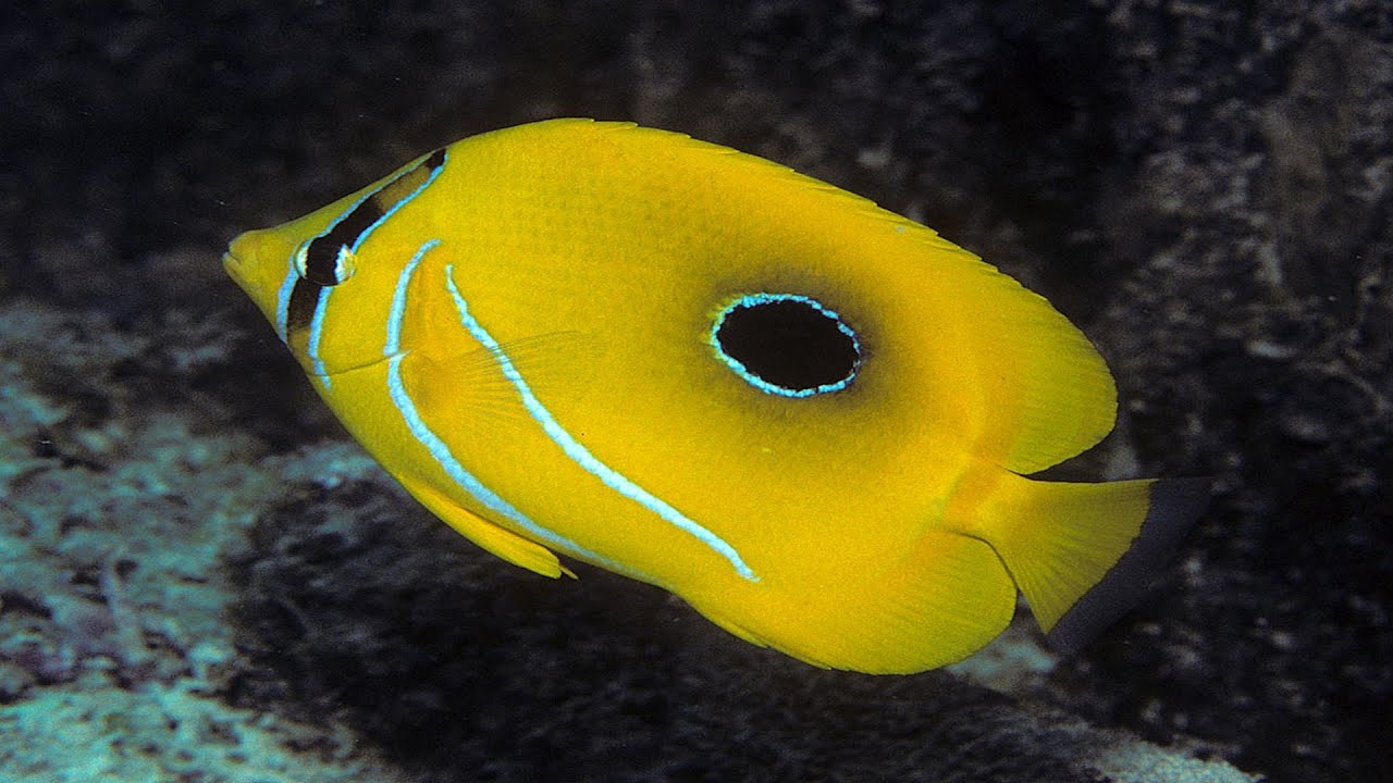 Butterfly fishes (Chaetodontidae) Endangered