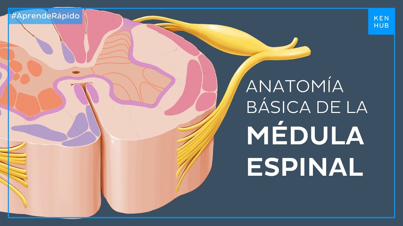 Médula espinal: Anatomía básica en menos de 3 minutos - Anatomía Fácil | Kenh