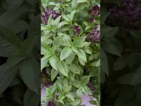 Beautiful Niazbo | Tulsi | Basil Plant