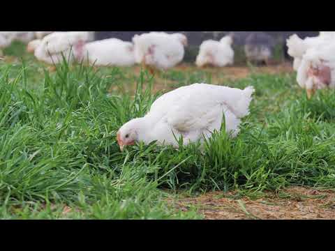 ROSIE® The Original Organic Chicken Free Range