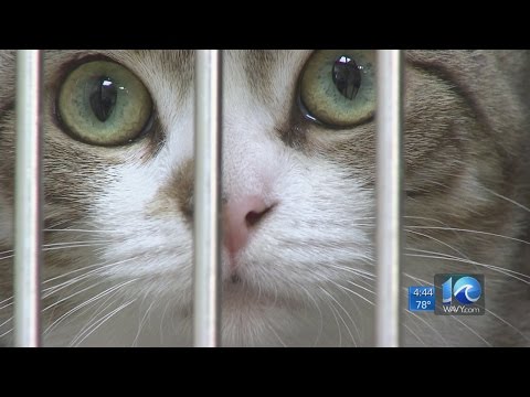 IOW animal shelter overrun with cats
