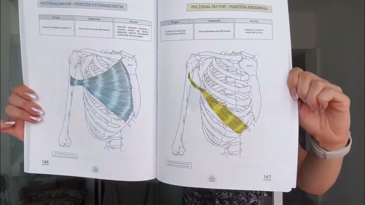 La herramienta para colorear los músculos del cuerpo humano Atlas Muscular Coloring Book ⭐️