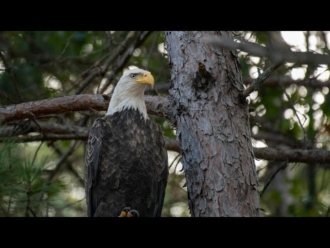 Spring Season - Wild Africa, हिन्दी डॉक्यूमेंट्री | Hindi | Wild World Nature #wildlife