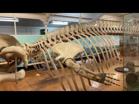 the Maritime room, Otago Museum, Dunedin, New Zealand (8-22-22)