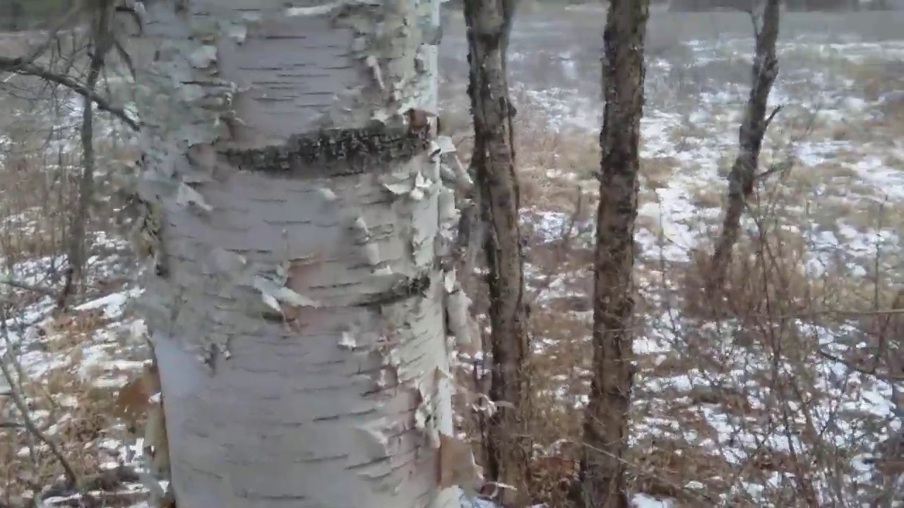 Paper Birch bark and winter appearance