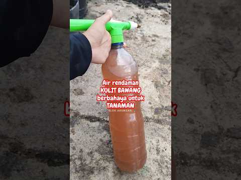 BAHAYA AIR RENDAMAN KULIT BAWANG UNTUK TANAMAN