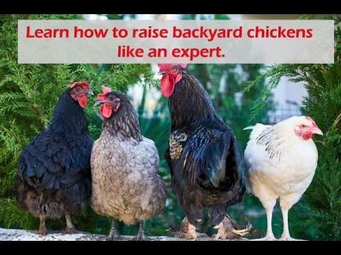 How to raise free range chickens for eggs.