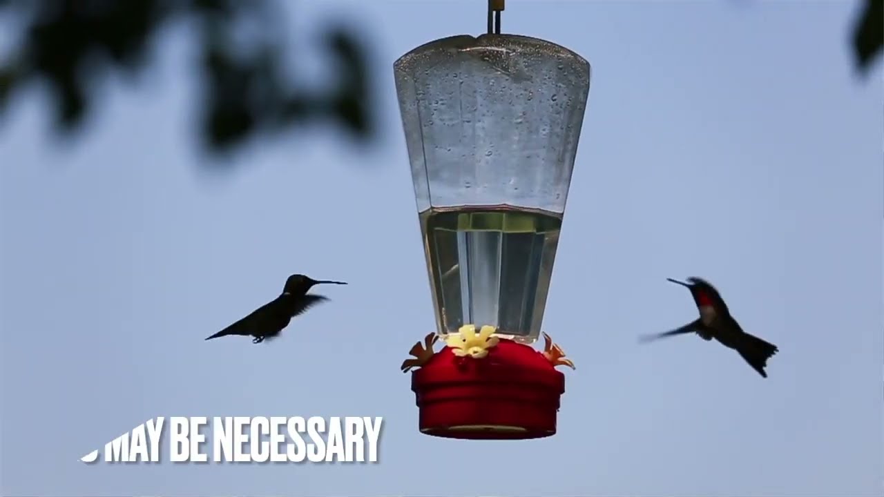 7 Tips on Attracting Hummingbirds