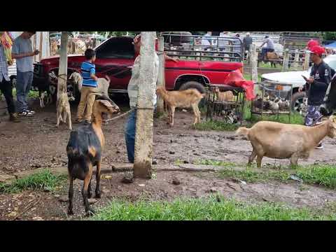 New Guadalupe Market, San Miguel, El Salvador, Wednesday, June 18, 2025