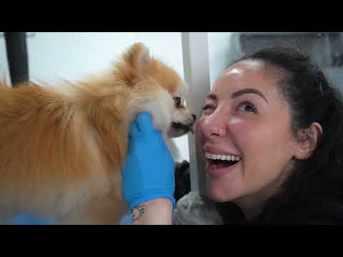 Inside Our London Dog Grooming Salon | : Episode 1