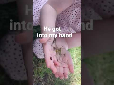 Ladybird & 3 My Year Old. Start Them Young. Subscribe For More Wildlife, Gardening & Crafts.