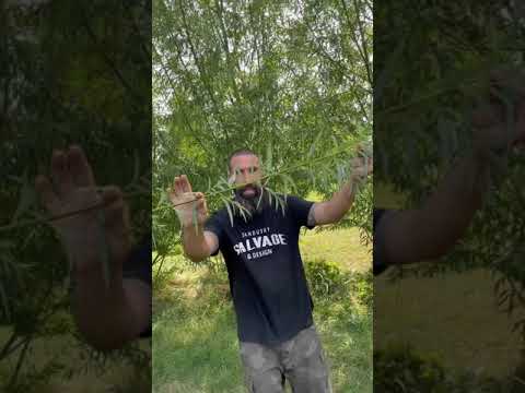 Hedge Hybrid Willow