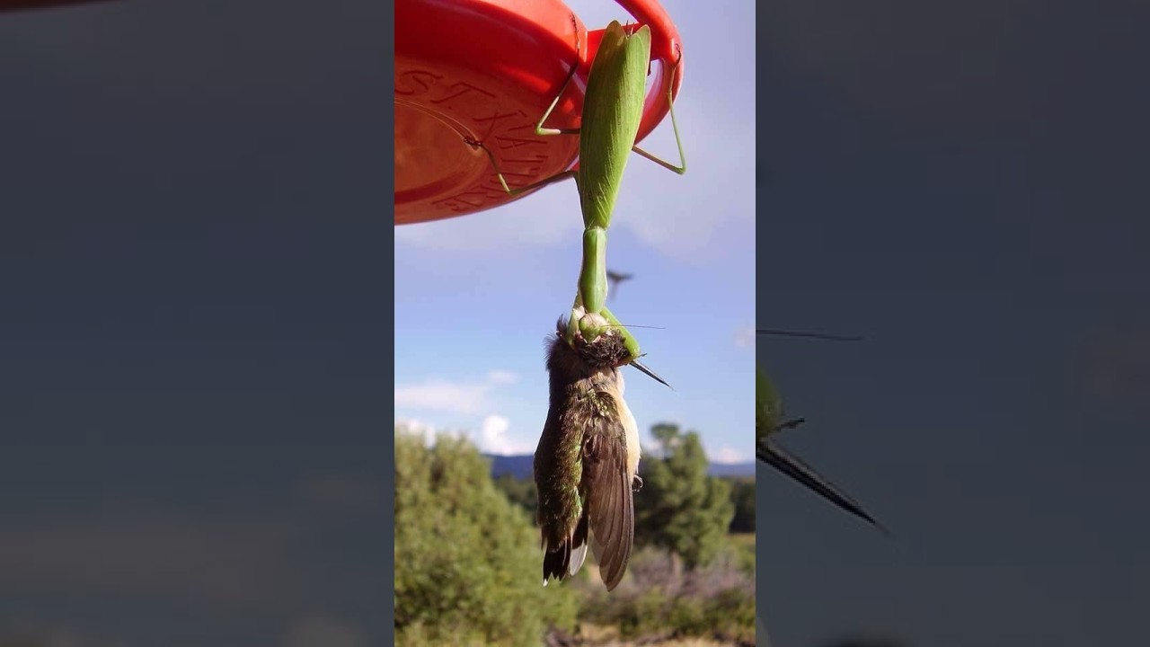 Praying Mantises Are Killing Birds And Eating Their Brains Worldwide