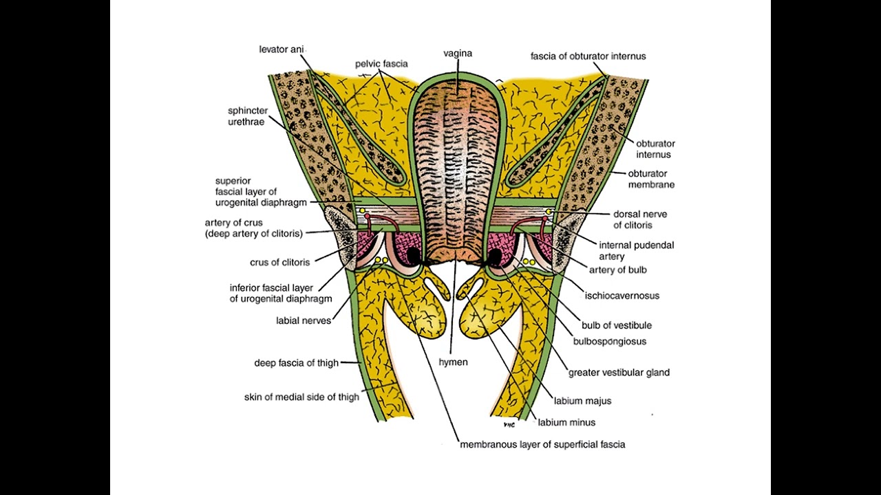 The Perineum PPT (Slide Presentation)