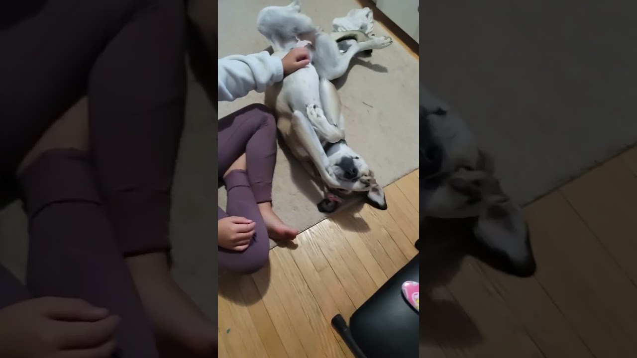 ruby loves belly rubs