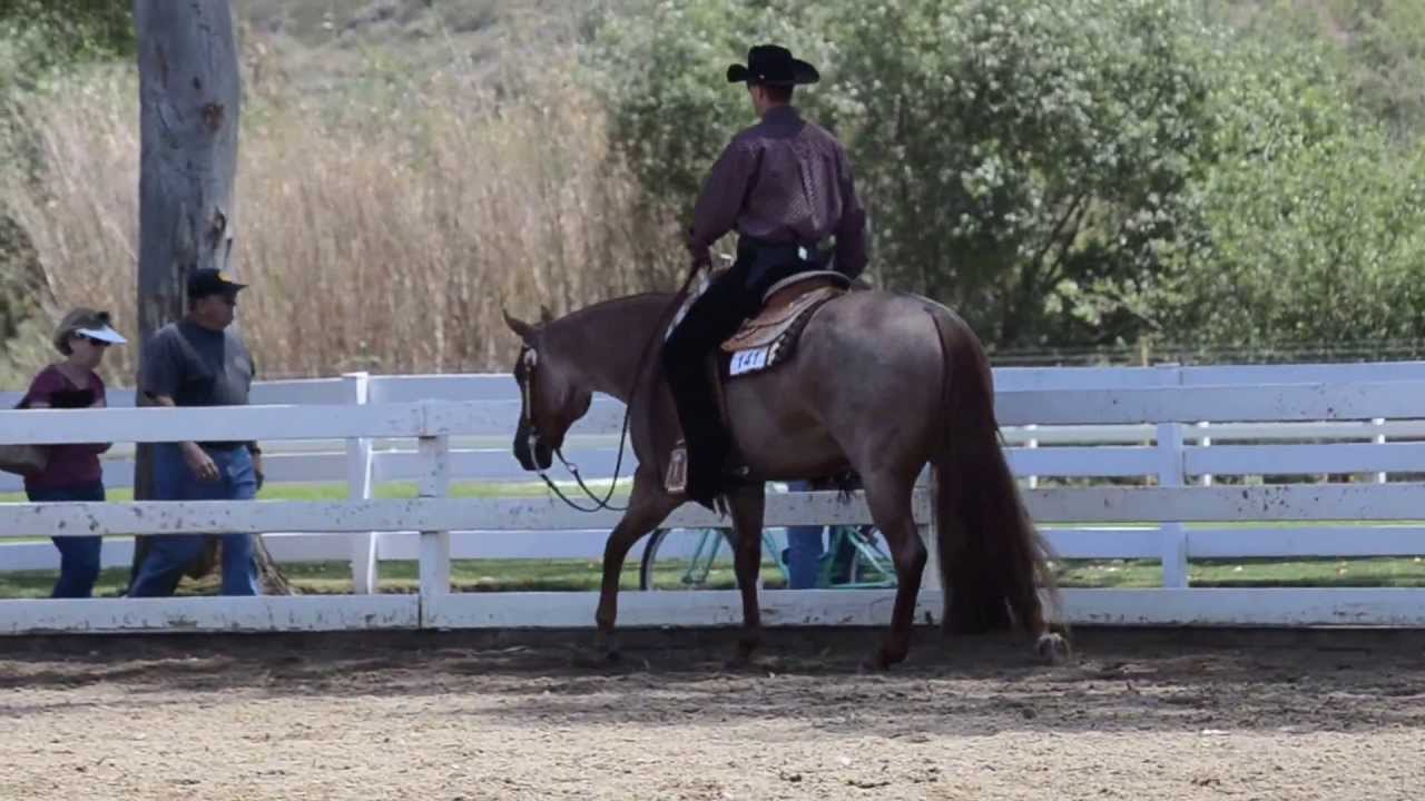 One Good Sister AQHA by Zippos Mr Goodbar