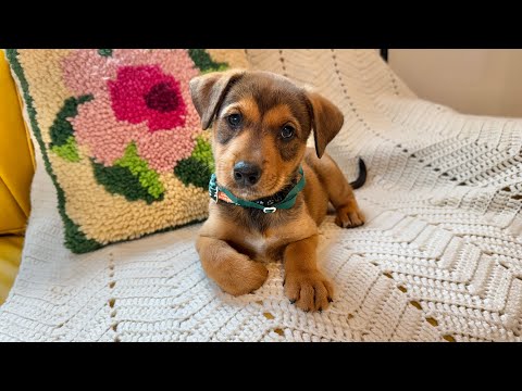 Dog for adoption - Tiffany Thea Hatch, a German Shepherd Dog & Labrador ...