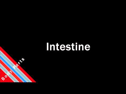 How to Pronounce Intestine