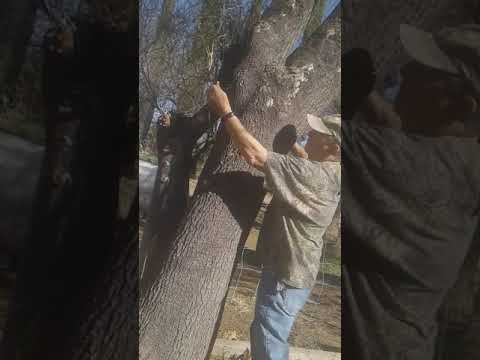 tree hugger hanger