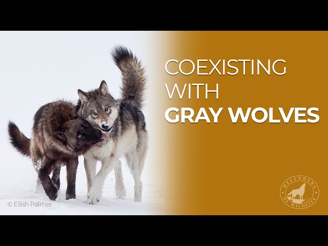 Coexisting with Gray Wolves: A Path to Harmony Between Humans and ...