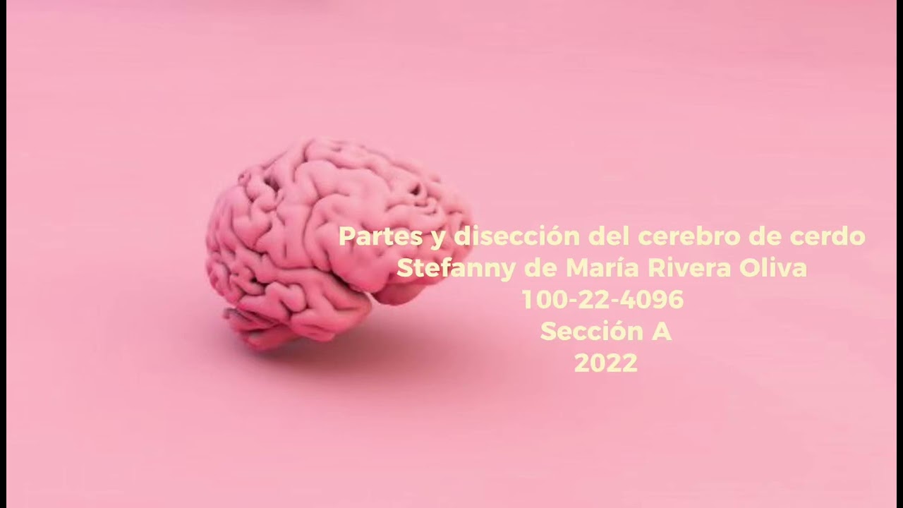 Disección del cerebro de cerdo-Stefanny Rivera