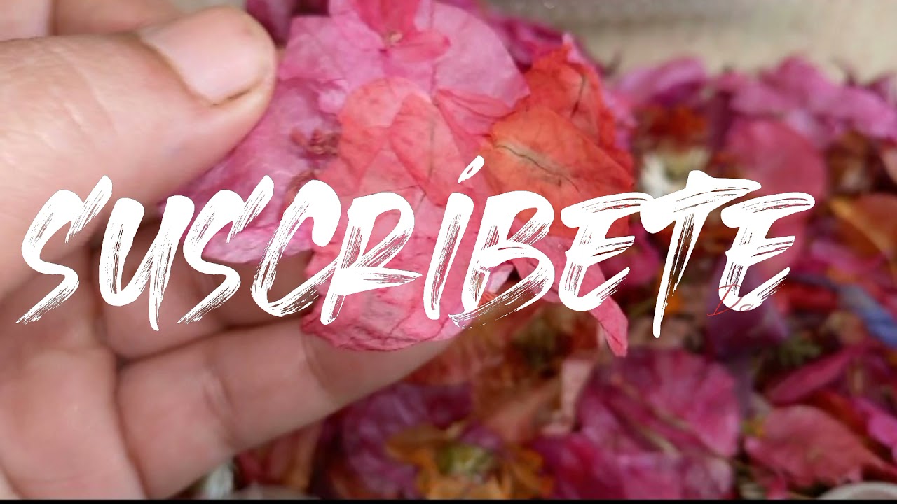 Como secar flores naturales