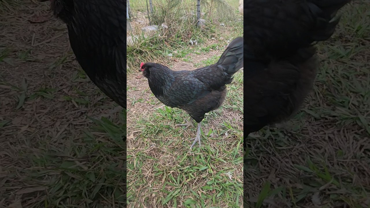 black and green olive Easter egger chicken #chicken #freerangechickens
