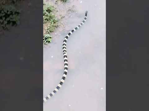 Tell Me The snake Name ? #shorts