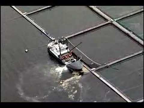 The Problems of Farmed Salmon | Sustainable Salmon