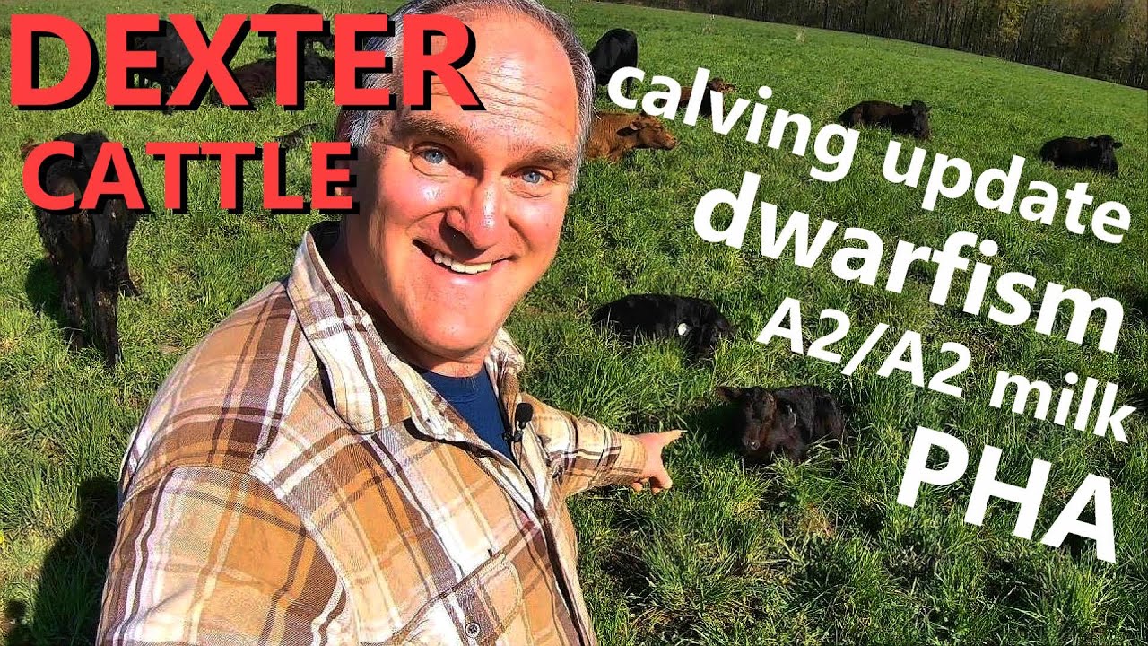 calving update & Dexter cattle genetics