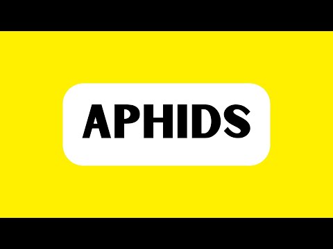 How to Pronounce Aphids (Correctly)