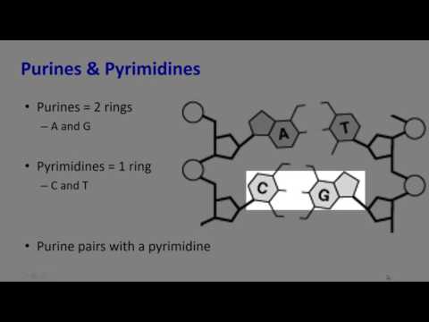 DNA Base Pairing